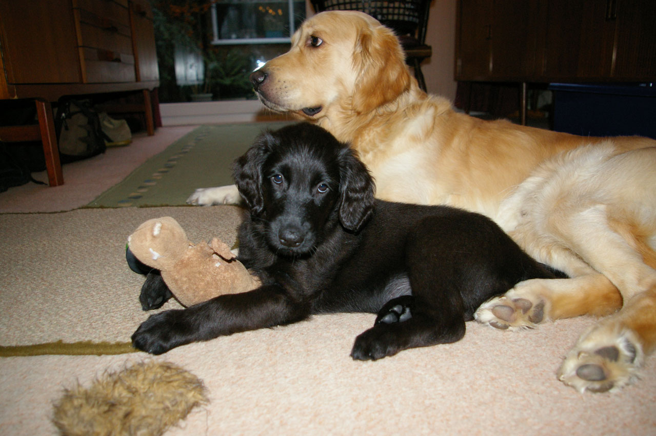 Darwin Dogs – Companion & assistance dogs – clients with diagnosed ...