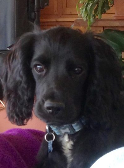 WHAT WE DO – Darwin Dogs