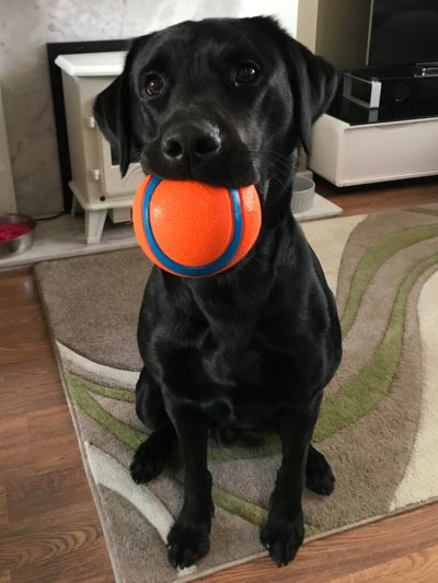 WHAT WE DO – Darwin Dogs